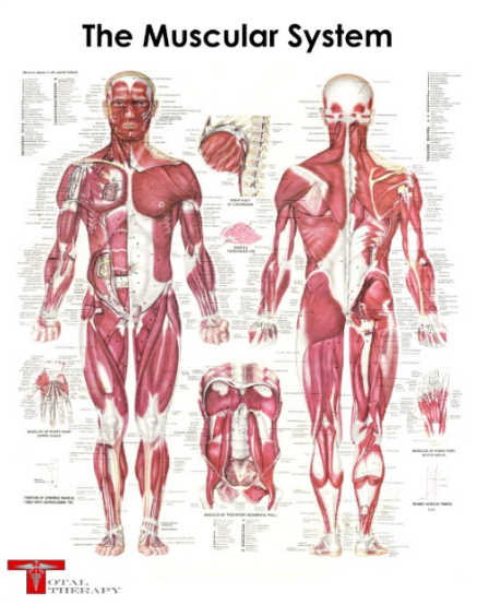 A1 or A2 Muscular System Poster – Therapy Wholesale